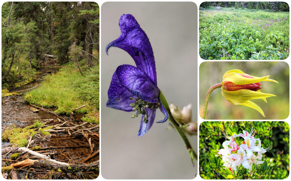 All Things Oregon - Spring Hikes - Upper Rogue Independent