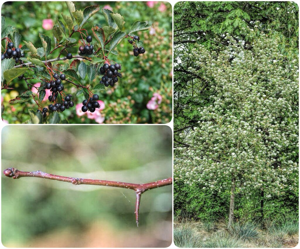 A Botanist’s View of Local Flora – Black Hawthorn - Upper Rogue Independent